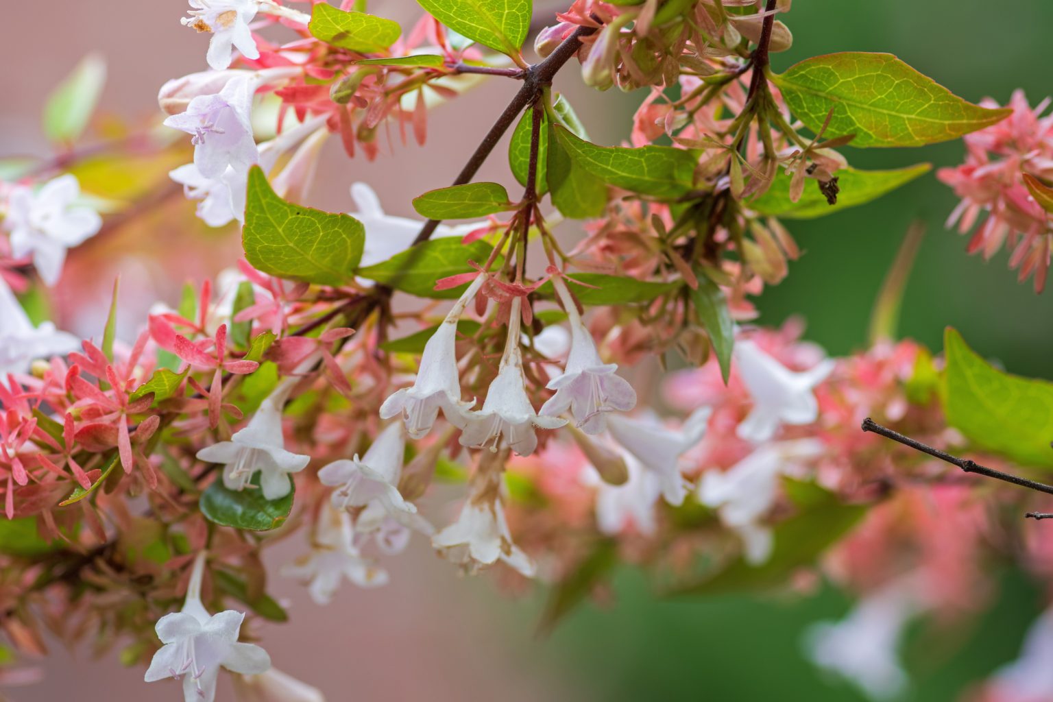 お庭をおしゃれに彩る！オススメの常緑低木18選 | wanipost