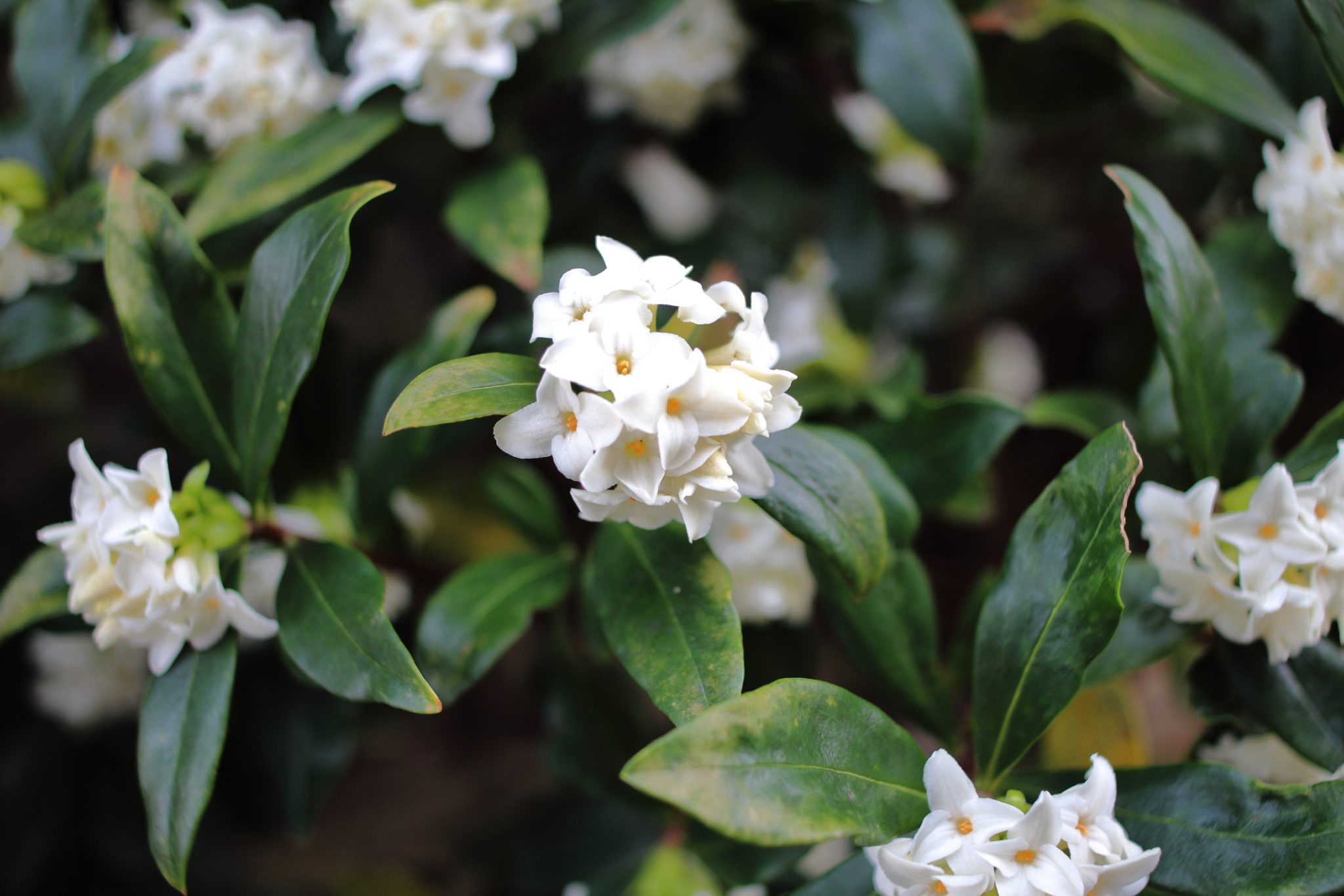 お庭をおしゃれに彩る！オススメの常緑低木18選 | wanipost