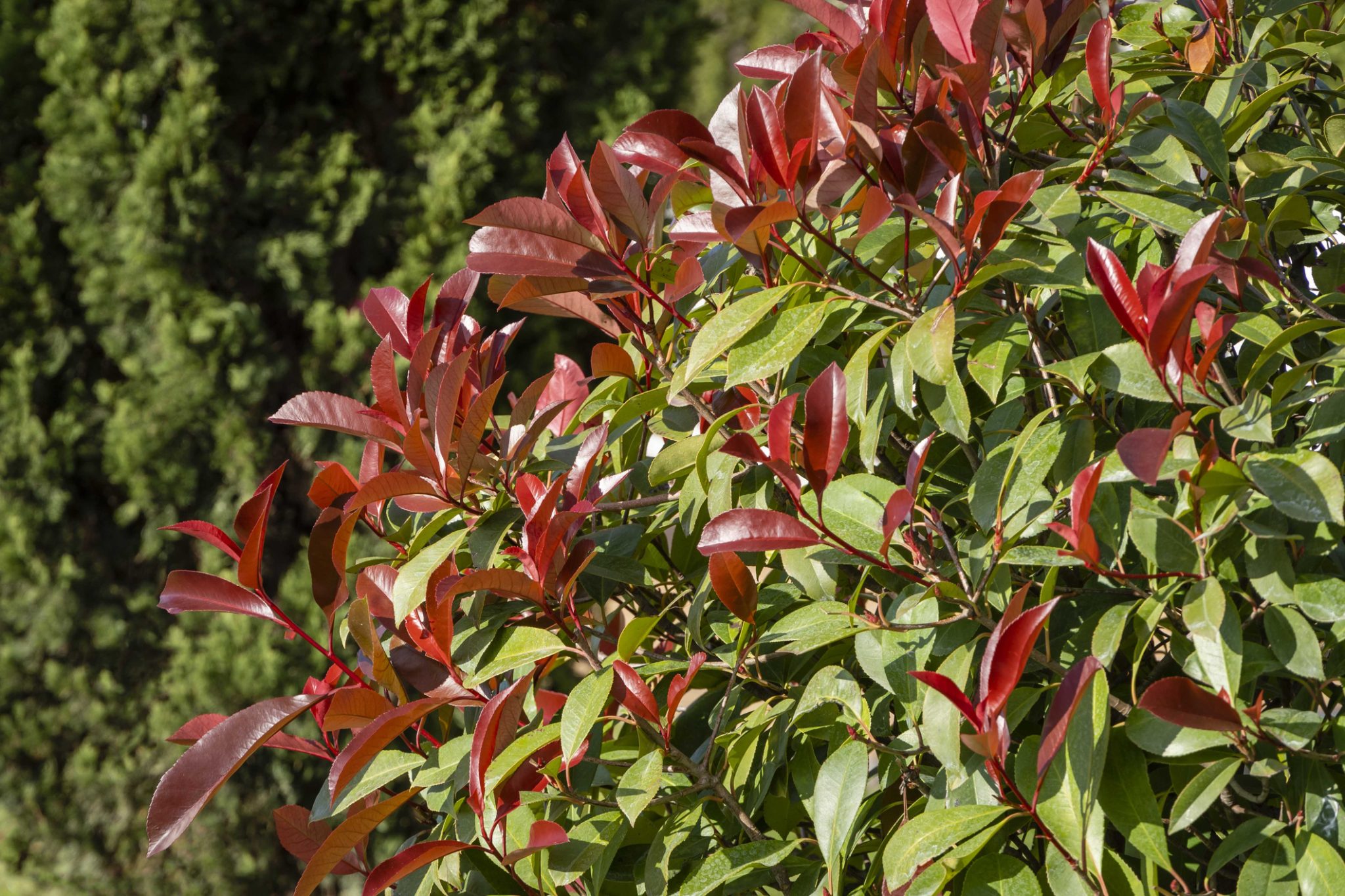 お庭をおしゃれに彩る！オススメの常緑低木18選 | wanipost