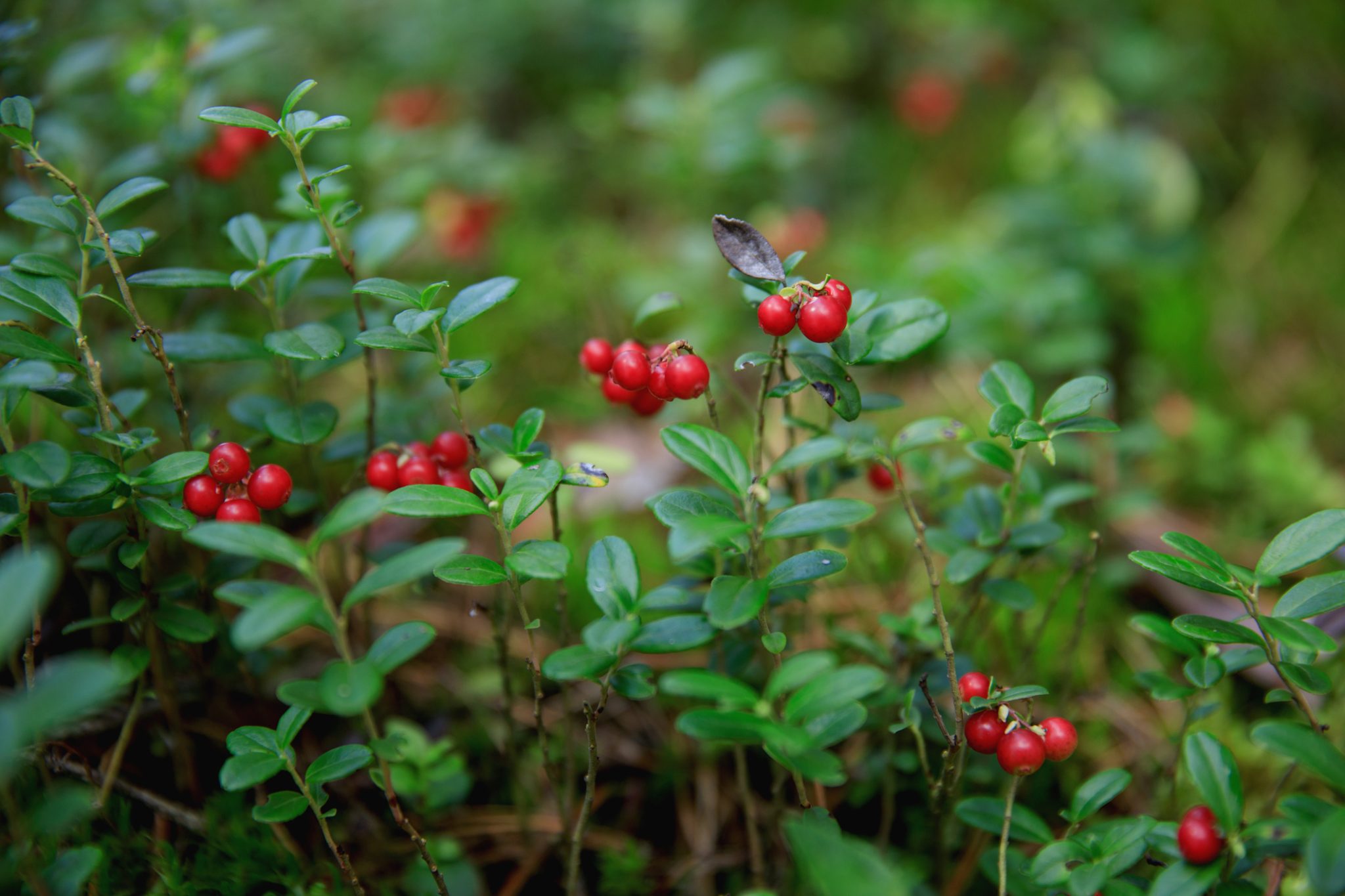 お庭をおしゃれに彩る！オススメの常緑低木18選 | wanipost