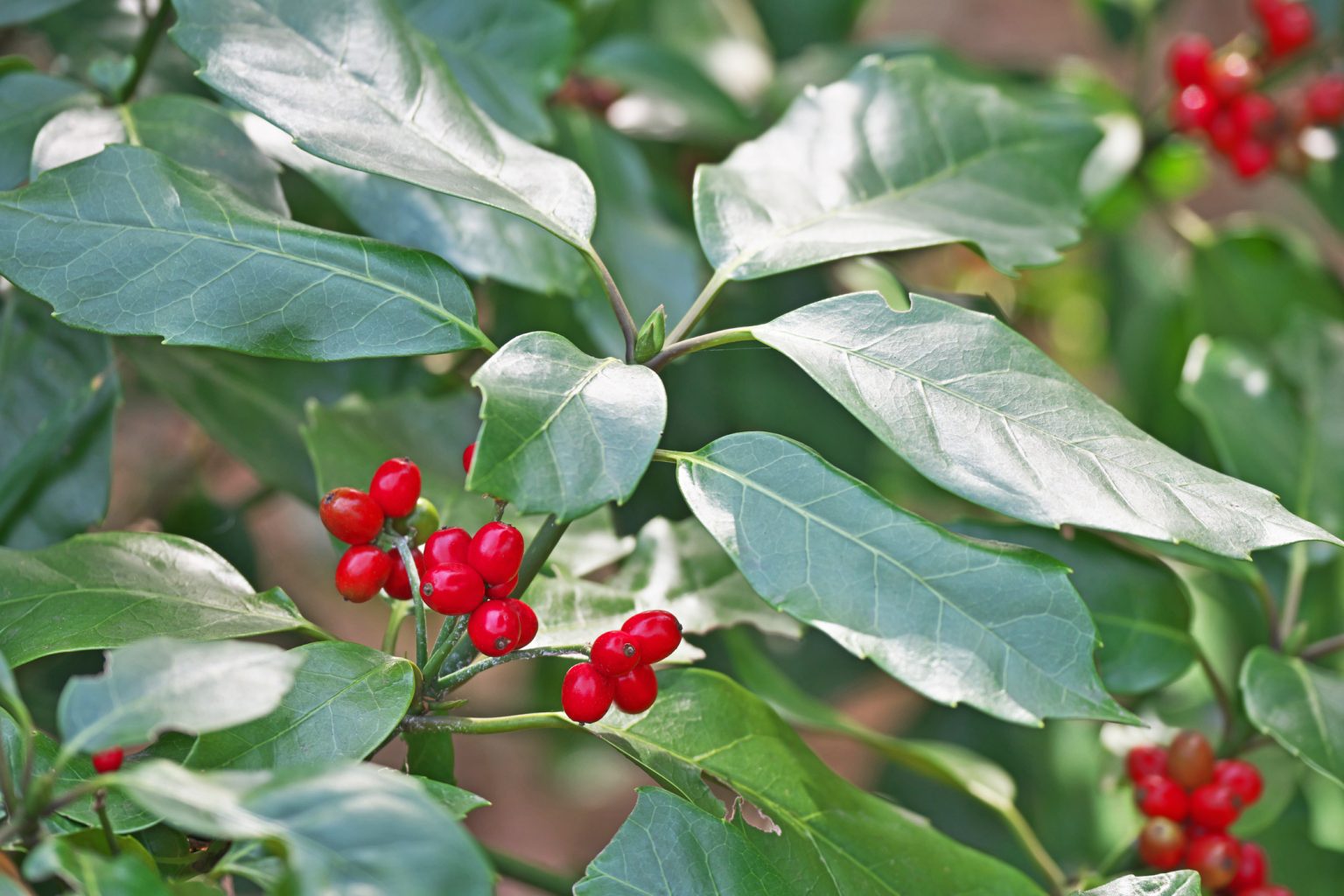 お庭をおしゃれに彩る！オススメの常緑低木18選 | wanipost