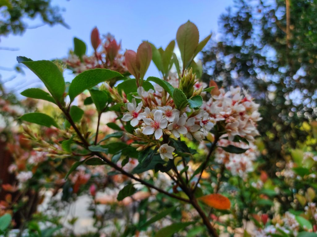 お庭をおしゃれに彩る！オススメの常緑低木18選 | wanipost