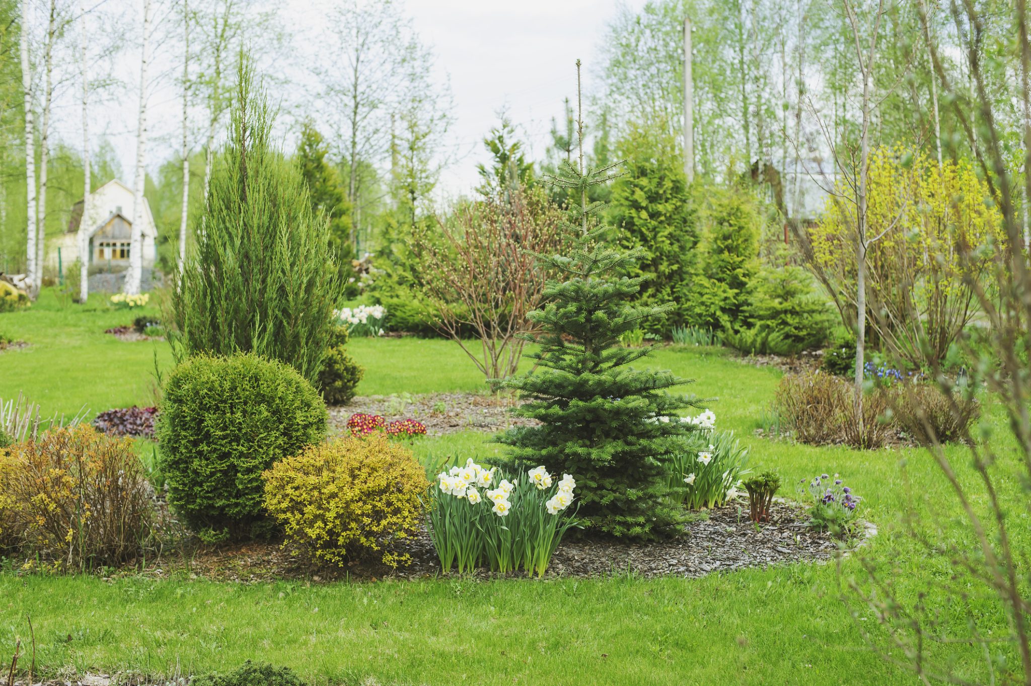 お庭をおしゃれに彩る！オススメの常緑低木18選 | wanipost